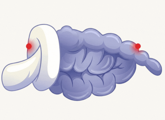 Probiotic+ Gouttes Digestives FéliBiome – FeliBiome